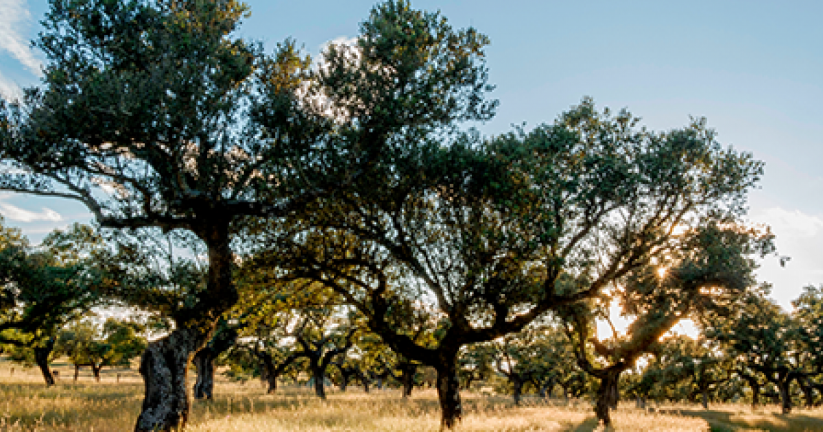 El CITA inicia un nuevo proyecto que busca explorar la resistencia de ...